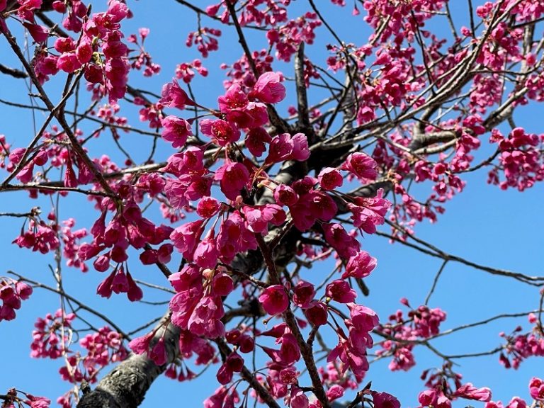 カンヒザクラ（寒緋桜）の育て方